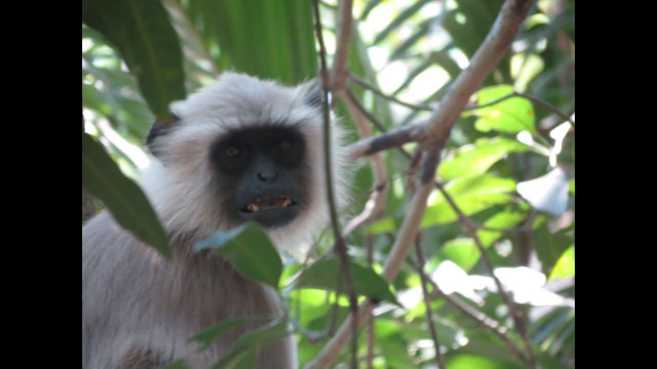 Angry monkey sounds II alpha langur monkey voice - YouTube