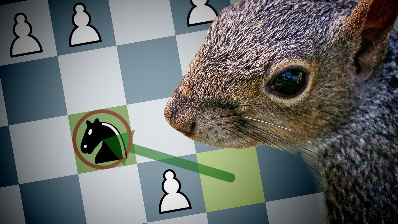 The Squirrel Defense - YouTube