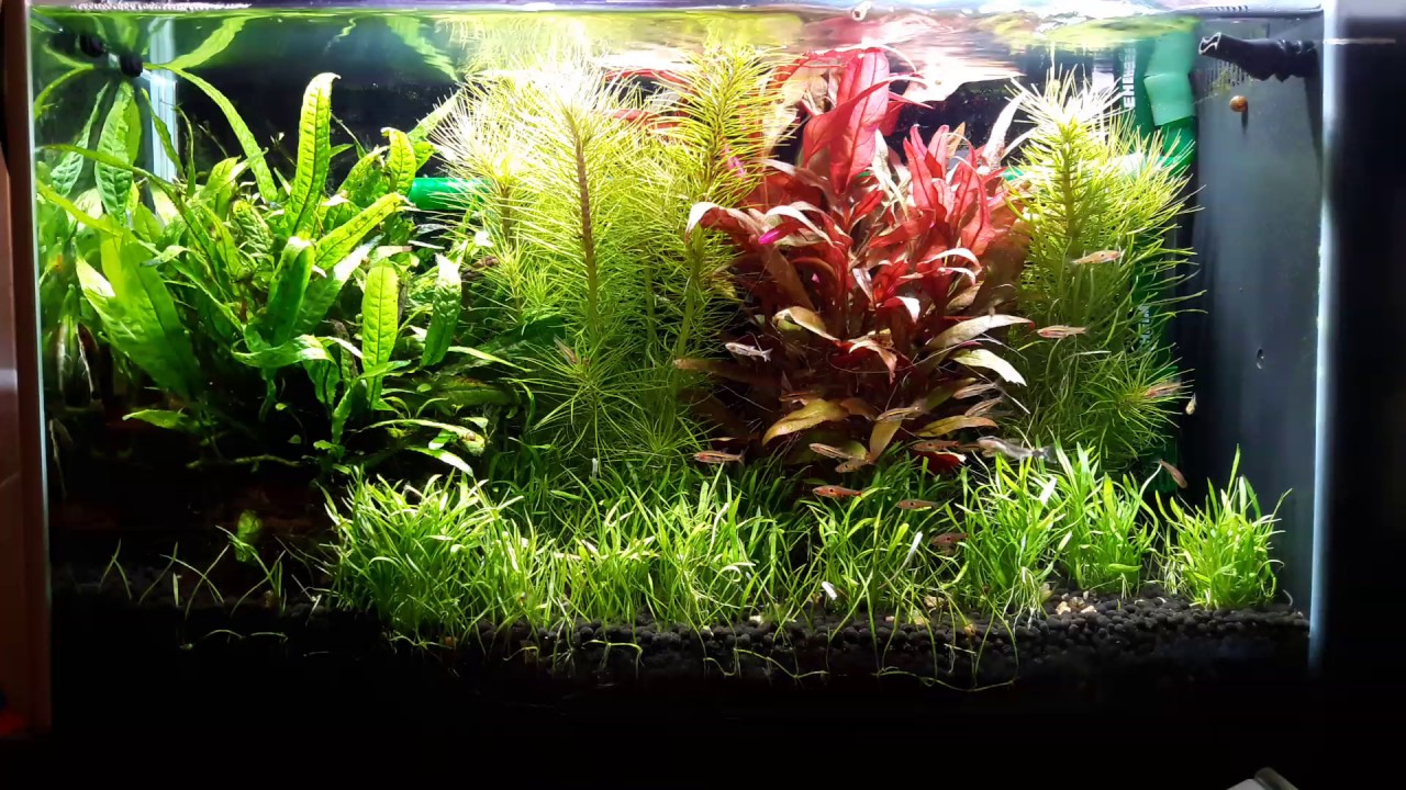 Fluval spec 19 liters - YouTube