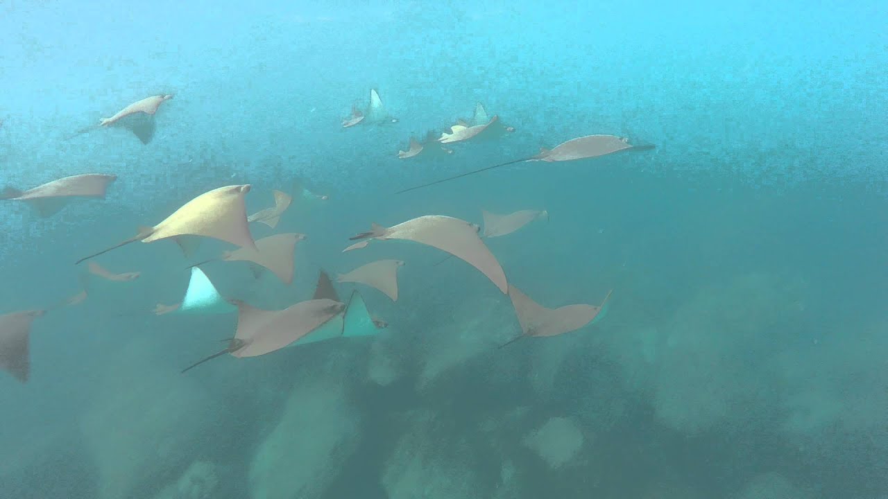 Golden Rays - YouTube