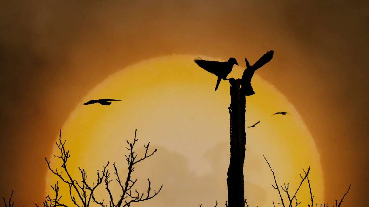 God Answers Job - YouTube