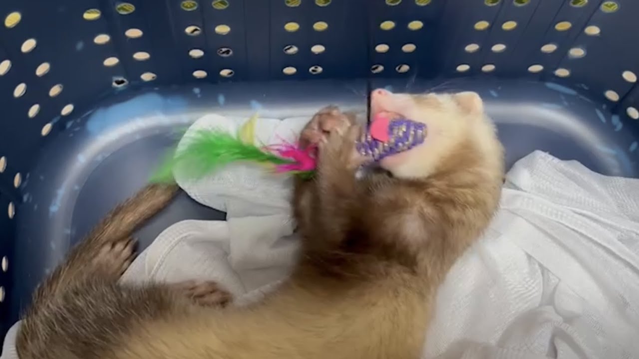 フェレット釣りを楽しもう-Enjoy ferret fishing - YouTube