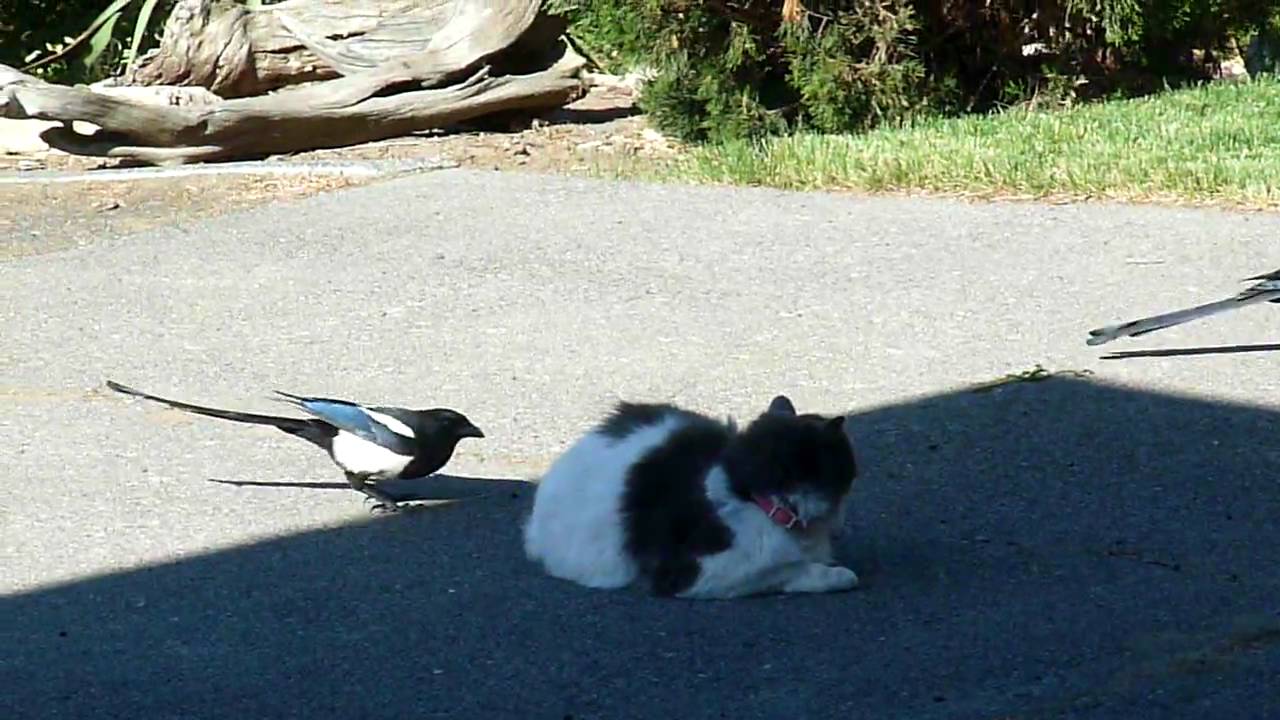 Magpies & a Cat - YouTube