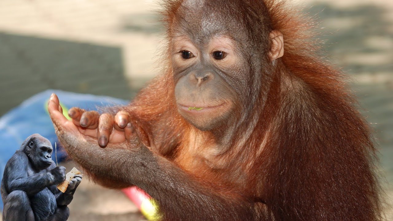 EARTH in 8K ULTRA HD | CUTE Animals, CUTE LITTLE ANIMALS | Dog,Cat,Dove ...