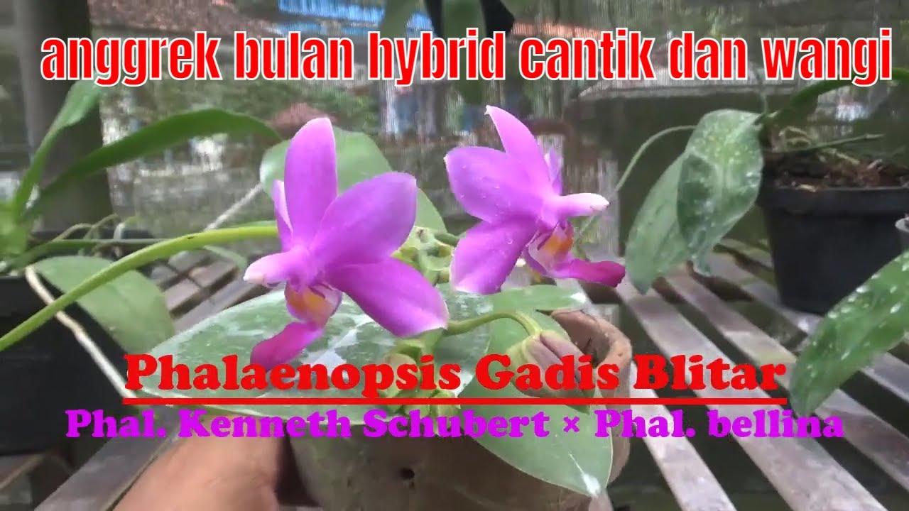 Phalaenopsis Gadis Blitar anggrek bulan hybrid cantik dan wangi - YouTube