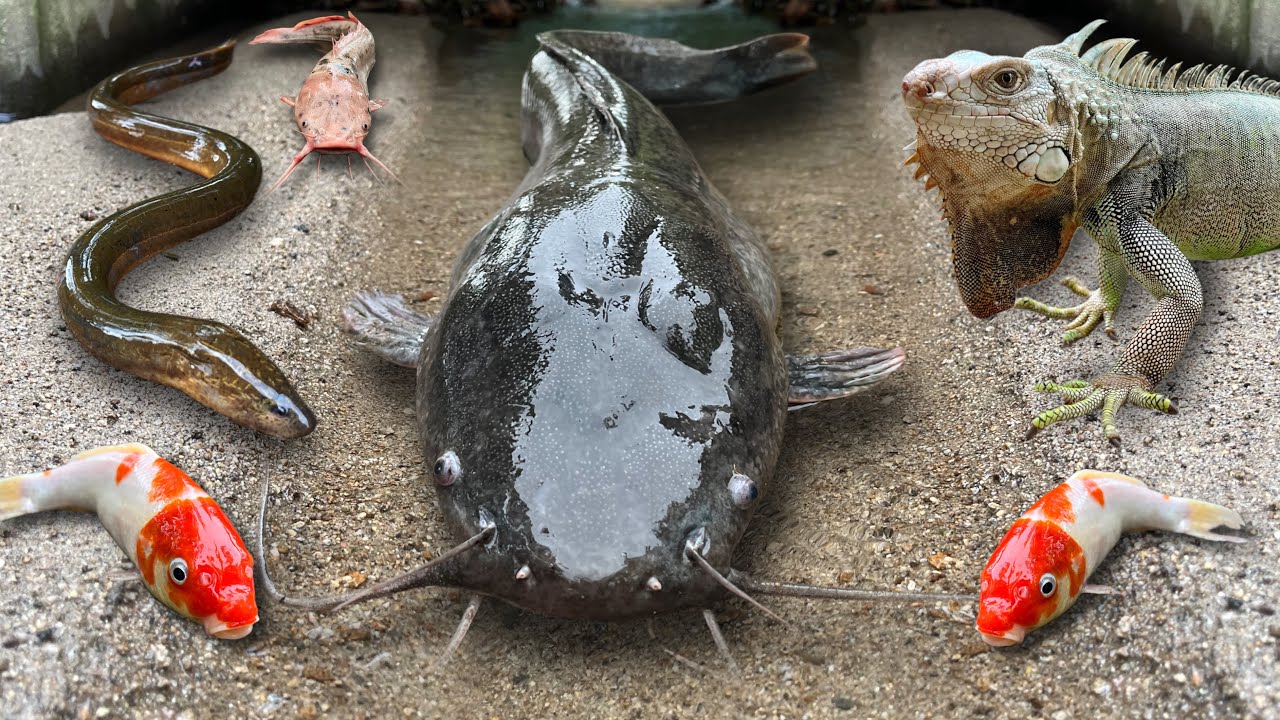 Tangkap Ikan lele Raksasa, lele jumbo, lele albino, ikan hias, ikan ...