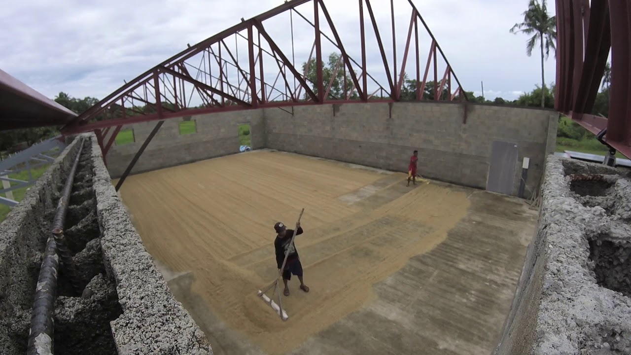 Time Lapse of the Beginning Stage of Drying Rice on Palawan - YouTube