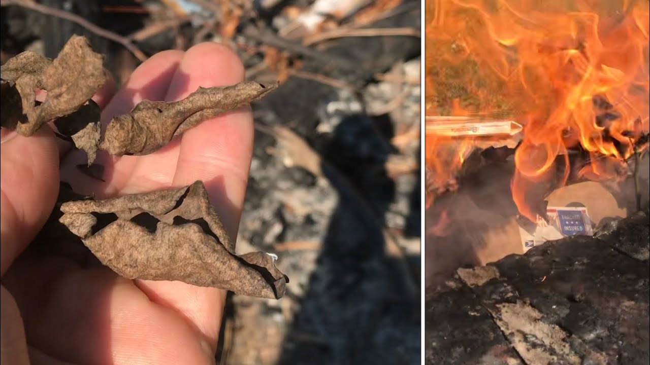 FIGHTING “fire blight” with “fire” (disease that attacks apple and pear ...