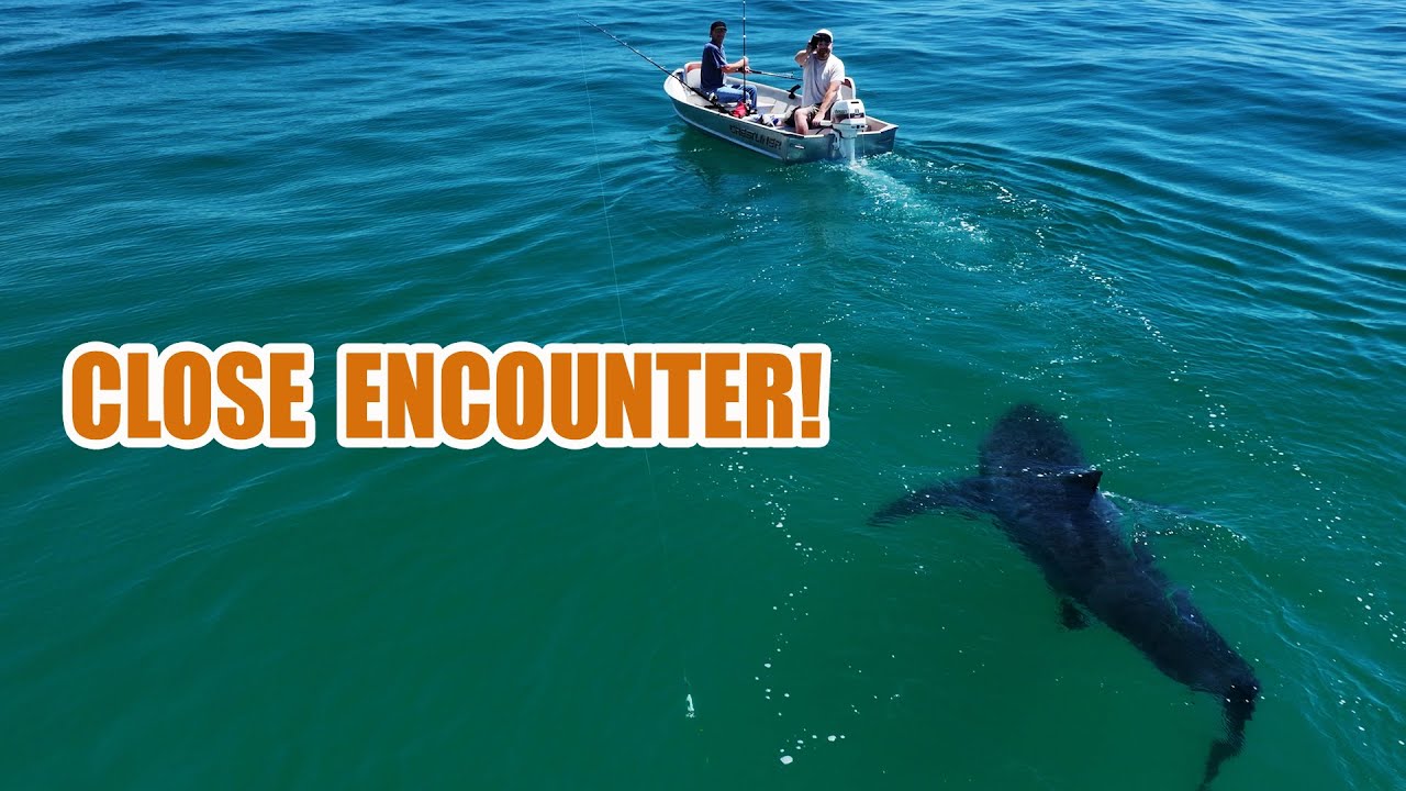 Large Great White Shark Follows Fishermen in Close Encounter - YouTube