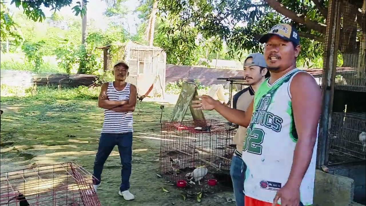 JTP GAMEFARM 4set of trio - YouTube