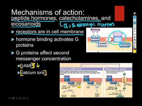 ENDOCRINE SYSTEM PART 2 - YouTube