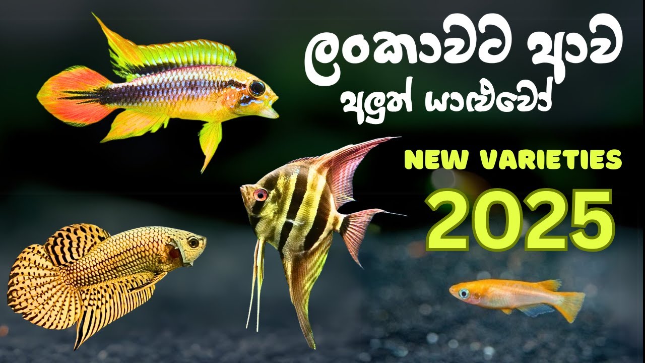 Breed කළොත් සල්ලි තමයි! One of These Fish Can Make You Rich! New ...