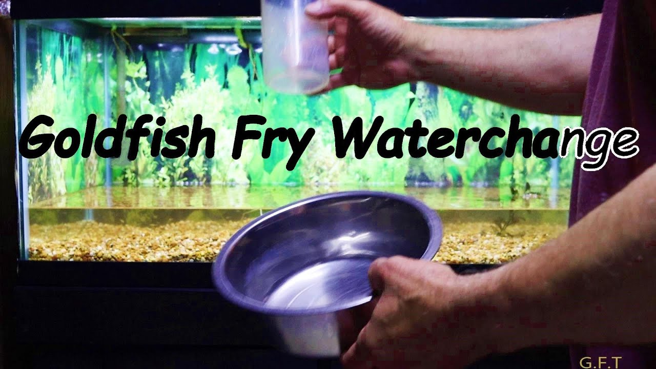 Shubunkin Goldfish Fry Water Change Done Safe and FAST - YouTube