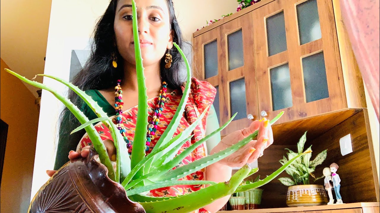 5 Easy Grow Plant | 5 plants for busy people - YouTube