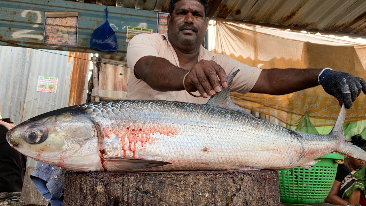KASIMEDU 🔥 MINNAL RAJA | BIG SIZE ALATHI FISH CUTTING VIDEO | 4K VIDEO ...