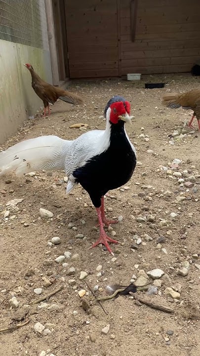 Beautiful Silver Pheasant #beautiful #silverpheasant #fazan - YouTube