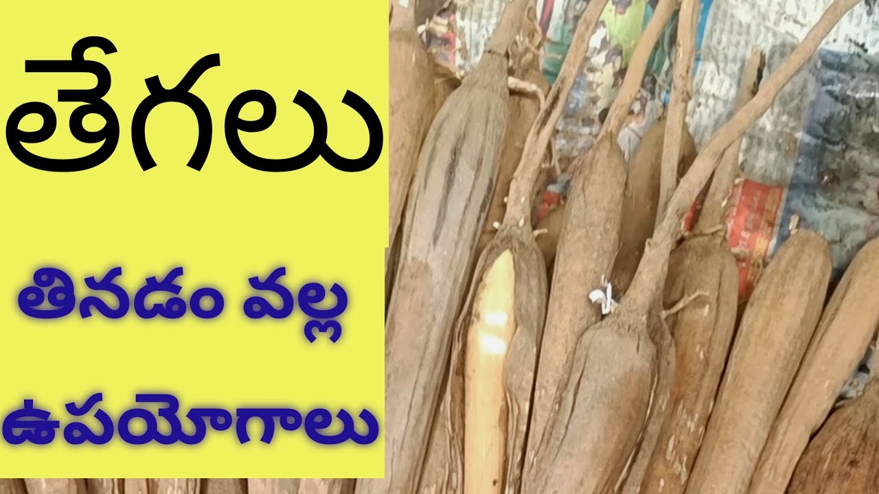 తేగలు |tegalu |palm shoots|rich iron food |how to cook palm sprouts ...