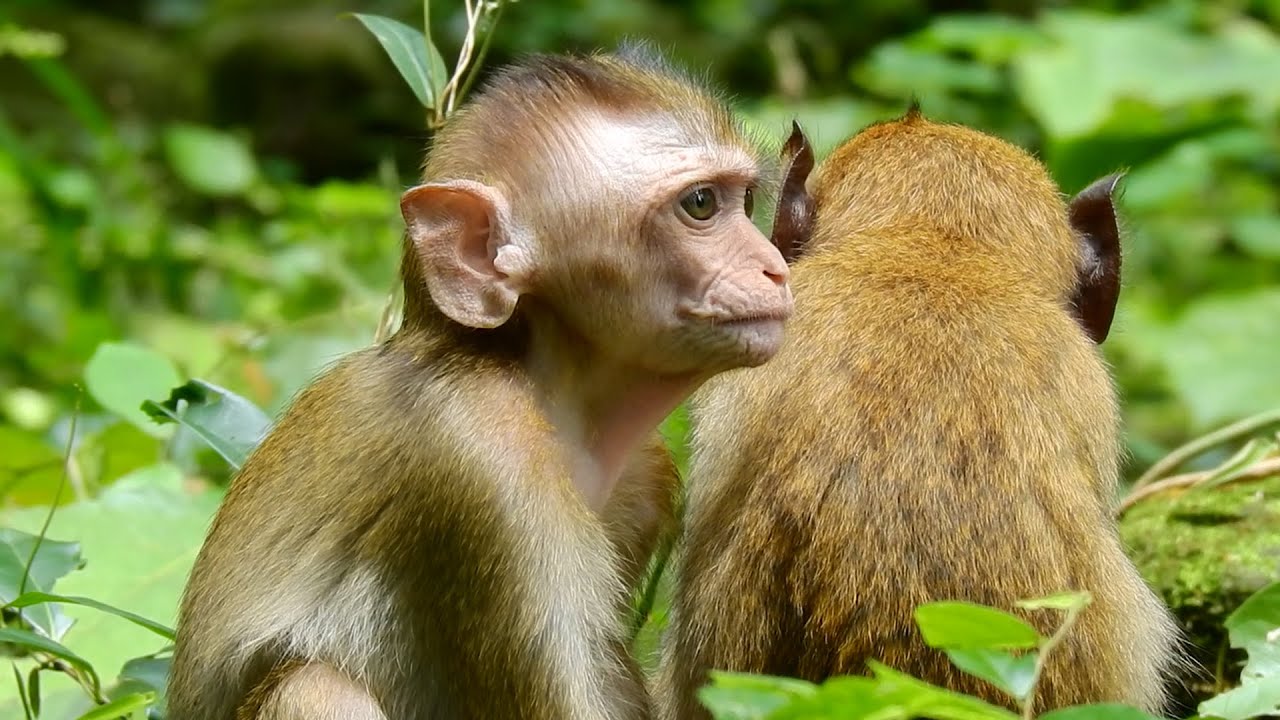 Hey baby monkey Candy! what are you thinking? You had everything around ...