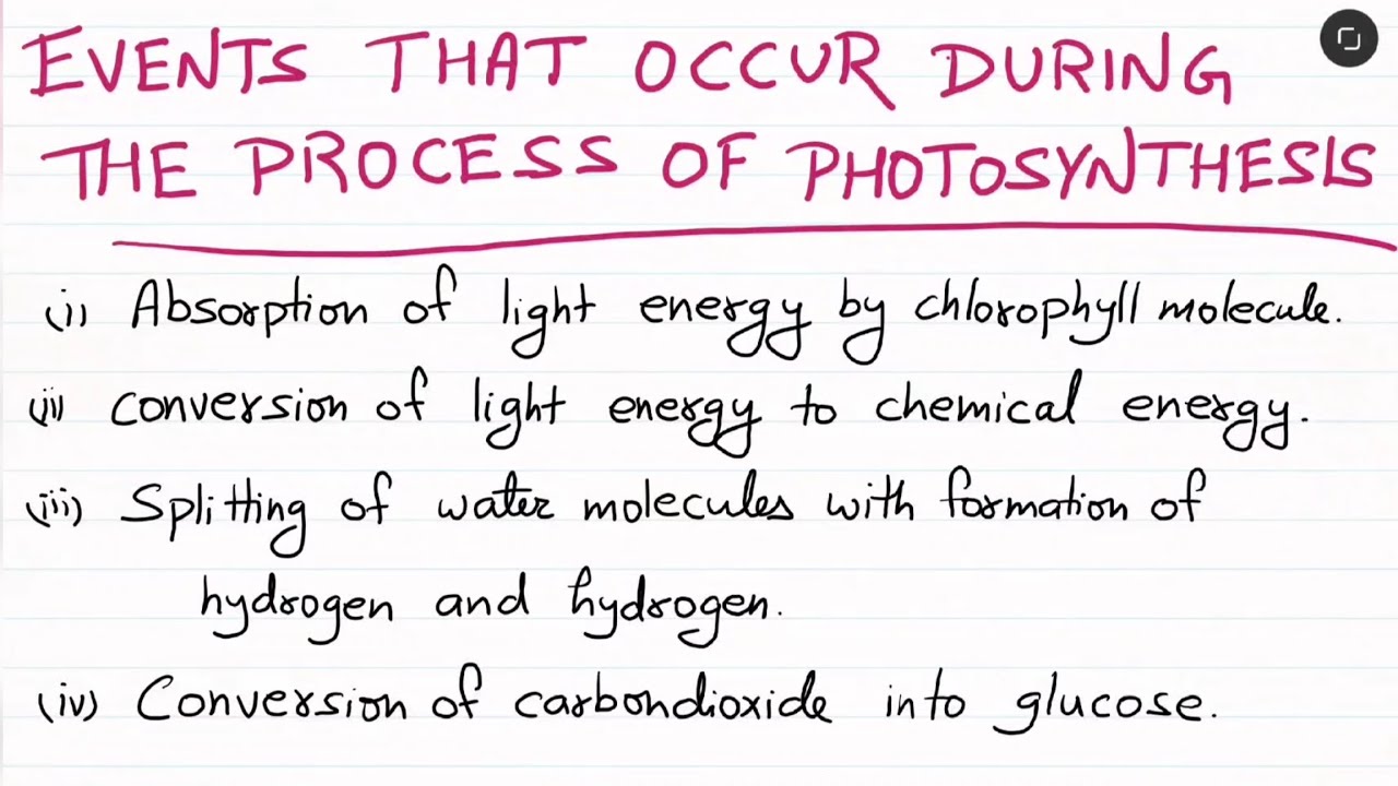 Events that occur during the process of Photosynthesis - YouTube