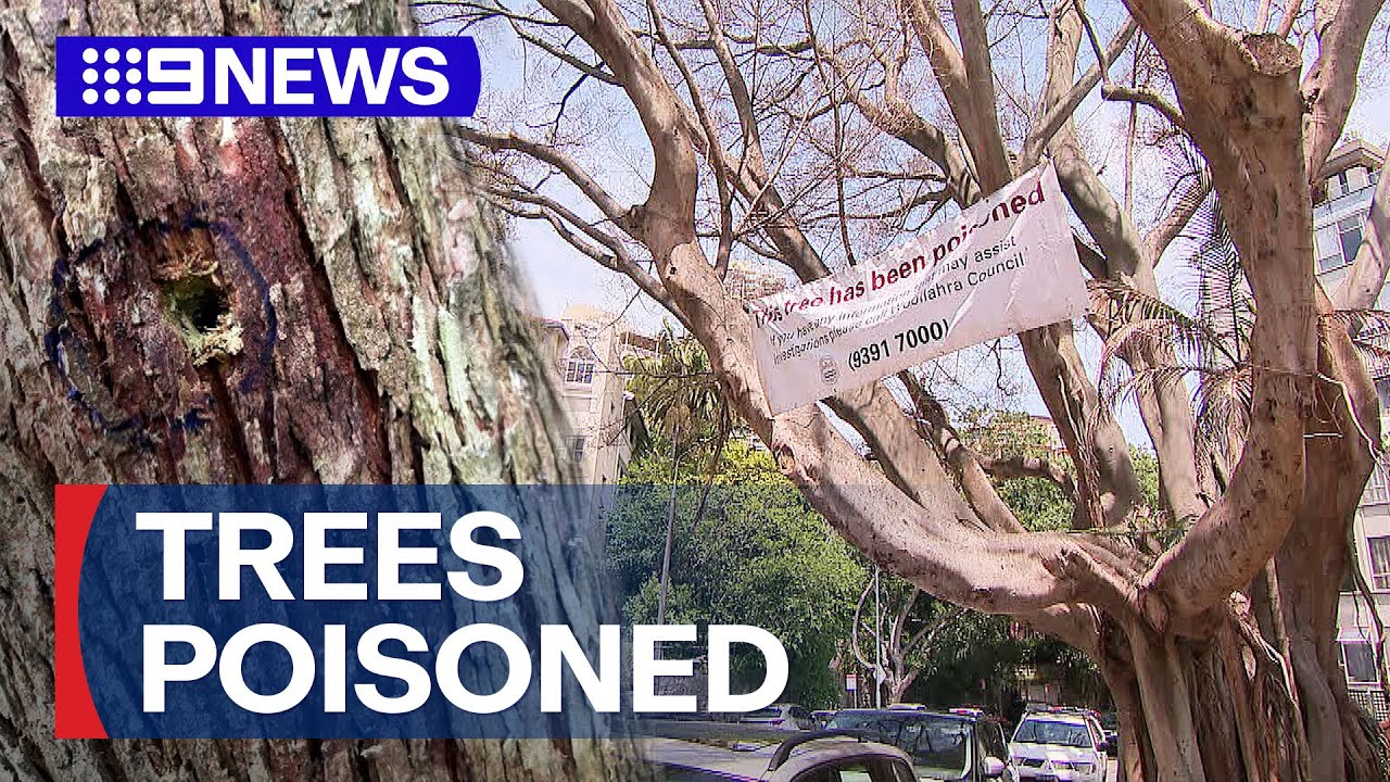 Century-old tree 'clinging' to life after being poisoned by vandals | 9 ...