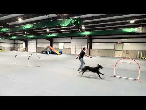 Novice TNG 2, Skilled Vet, Kinsley (24-12086), Jodi Delgado, Equine