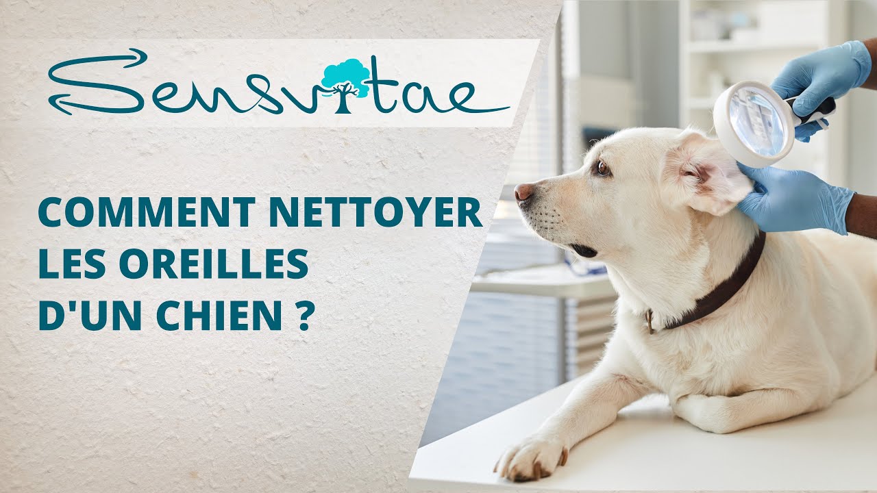 Comment nettoyer les oreilles de son chien, démonstration avec notre ...
