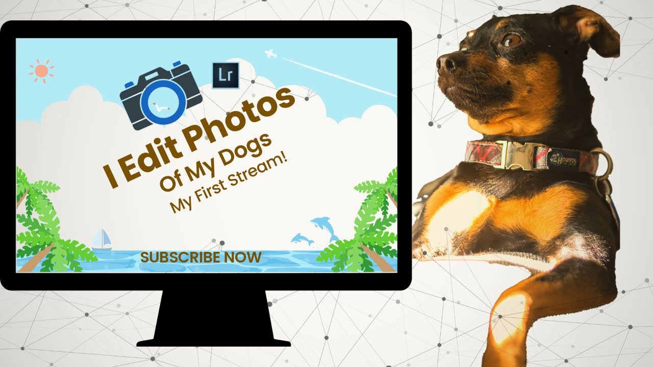 I Edited My Dogs For My First Stream - YouTube