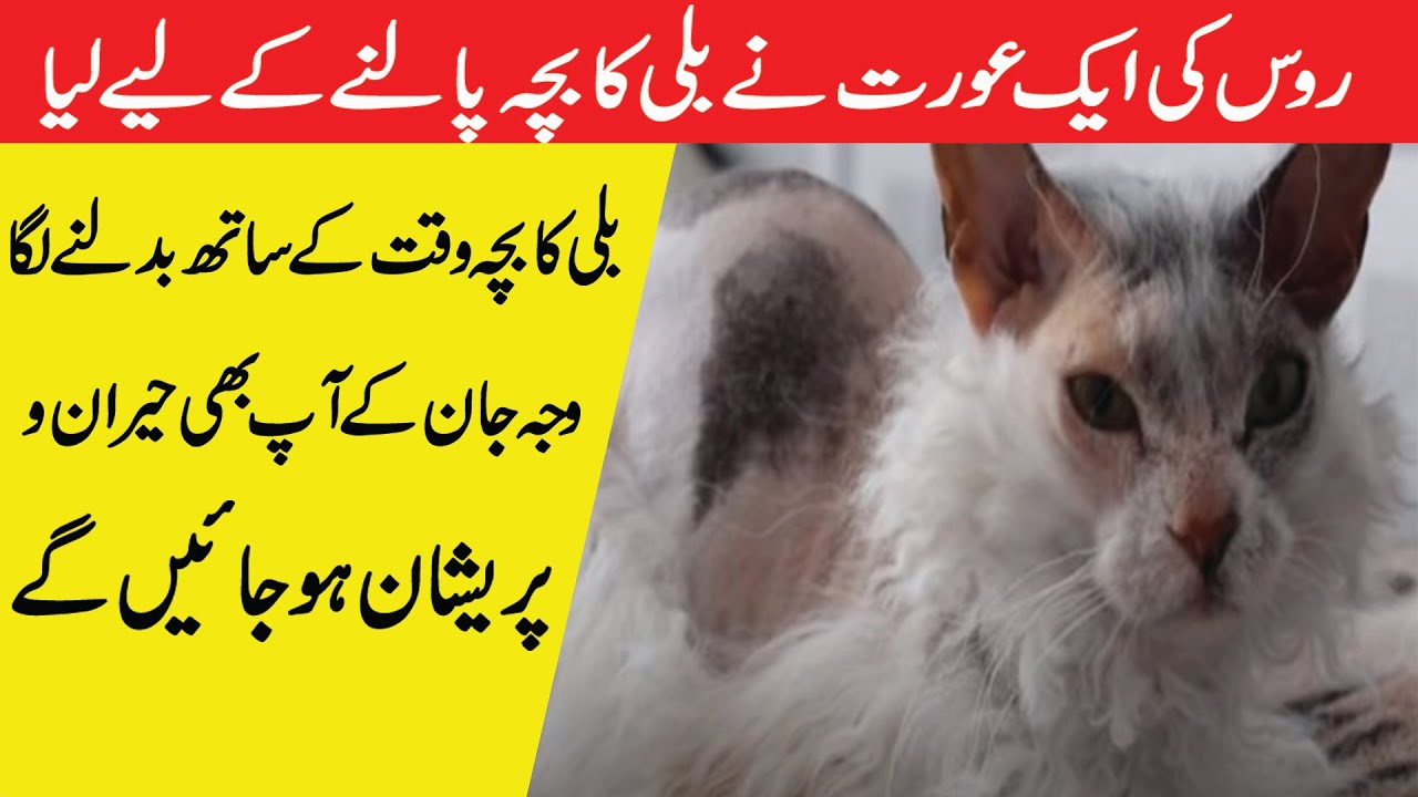 These People Adopted a Kitten but It Started Changing Rapidly | Cat ...