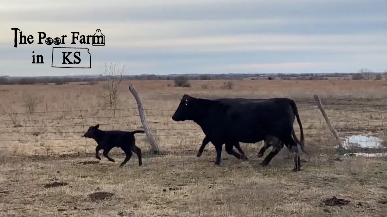 Spring Calving Season Begins on the Poor Farm - YouTube