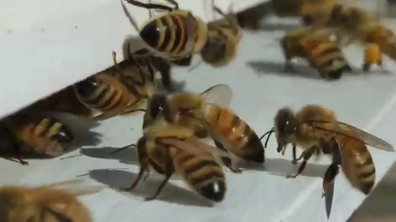 Honey Bees and STINGLESS bees in one beehive with no guard bee ...