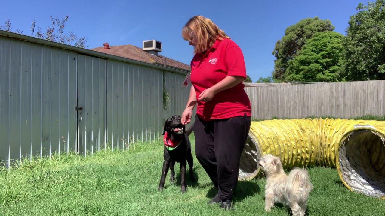 Pet therapy promo video with 11 year old Ruby the black lab - YouTube