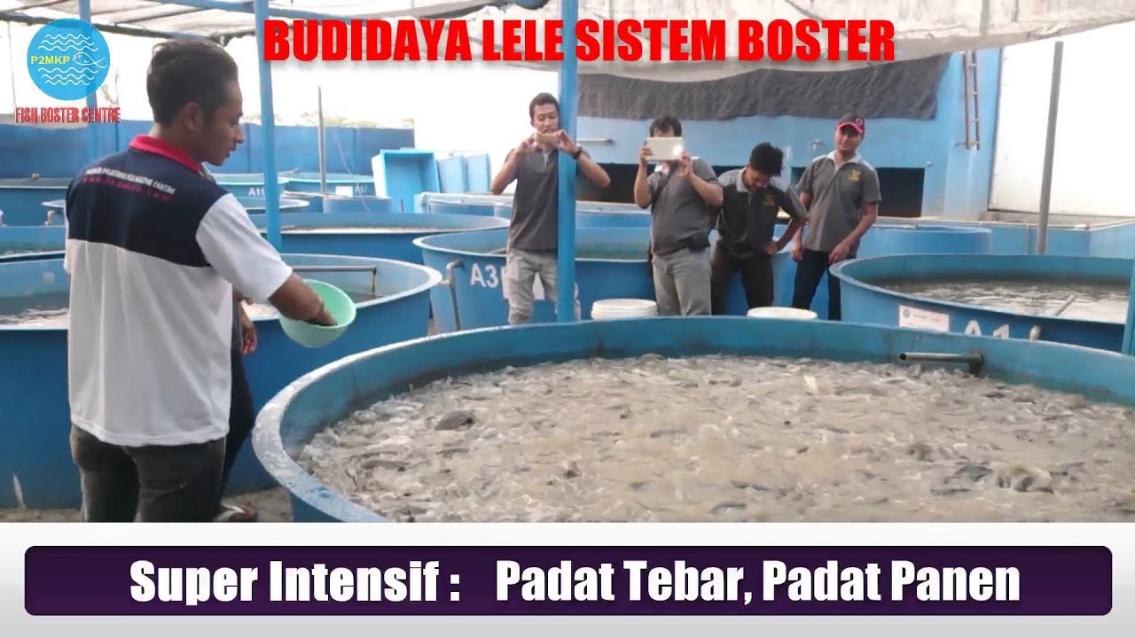 LELE SISTEM BOSTER - YouTube