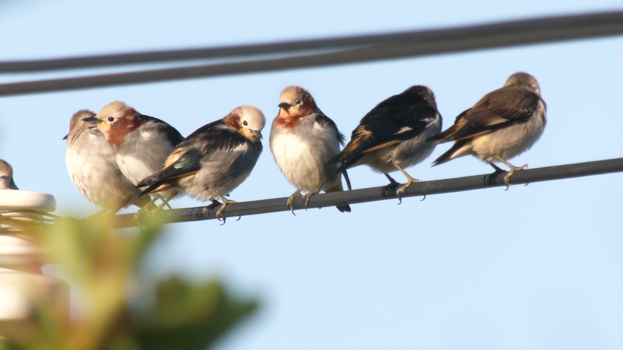 コムクドリ Agropsar philippensis - YouTube