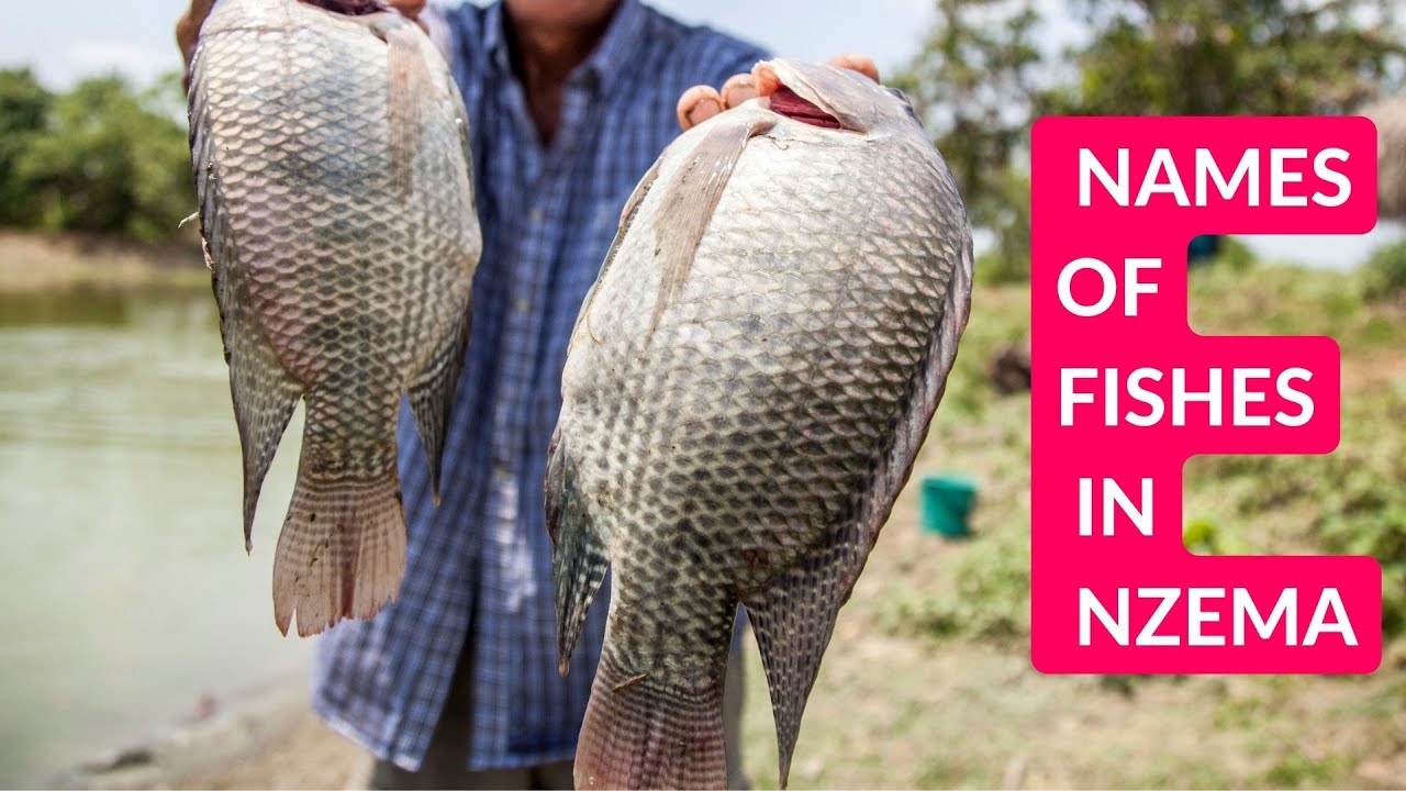 How these fishes are called in Nzema/Tilapia - YouTube