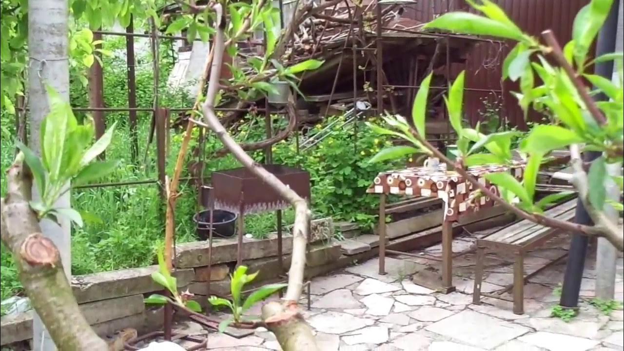 Курчавость персика: - правильная борьба. - YouTube