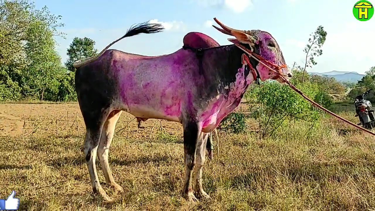 Khillar Racing Bulls of Topinkatti and Bekwad Khanapur Running in ...