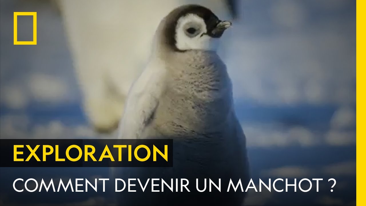Comment devenir un manchot ? | LES SECRETS DES MANCHOTS - YouTube