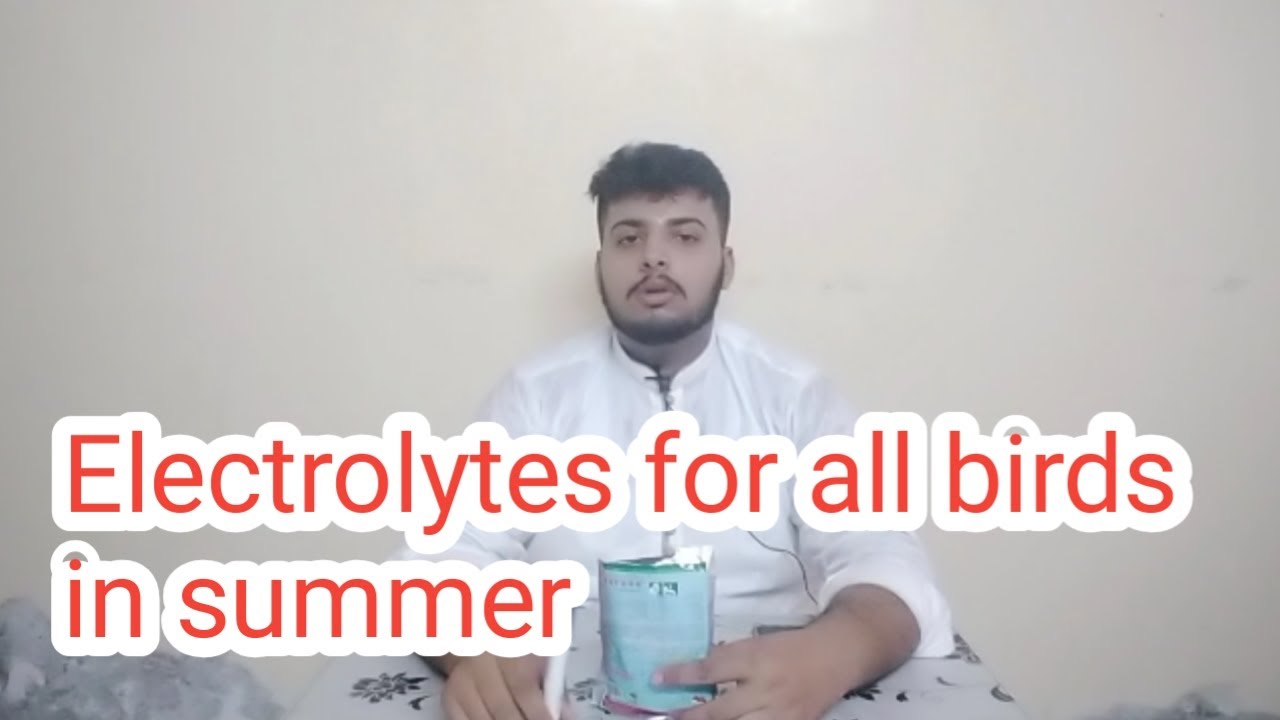 Electrolytes for all your birds || Garmi ka tor || Hb birds - YouTube