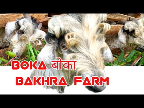 Boka(बोका) Farm ¦ Village Life with @RachanManche327 - YouTube