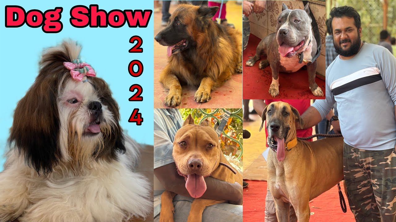 Dog Show 2024 🦮😍#kannadavlogs #dog #karnataka #pets #hubli - YouTube