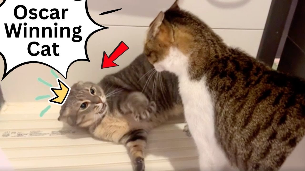 Scaredy Cat Tries to Be Tough: Hilarious Battle of Bravery! - YouTube