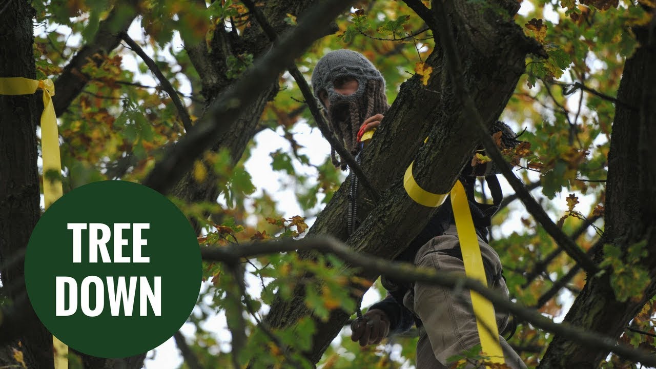 Activist scales iconic 150-year-old tree in a bid to save it - YouTube