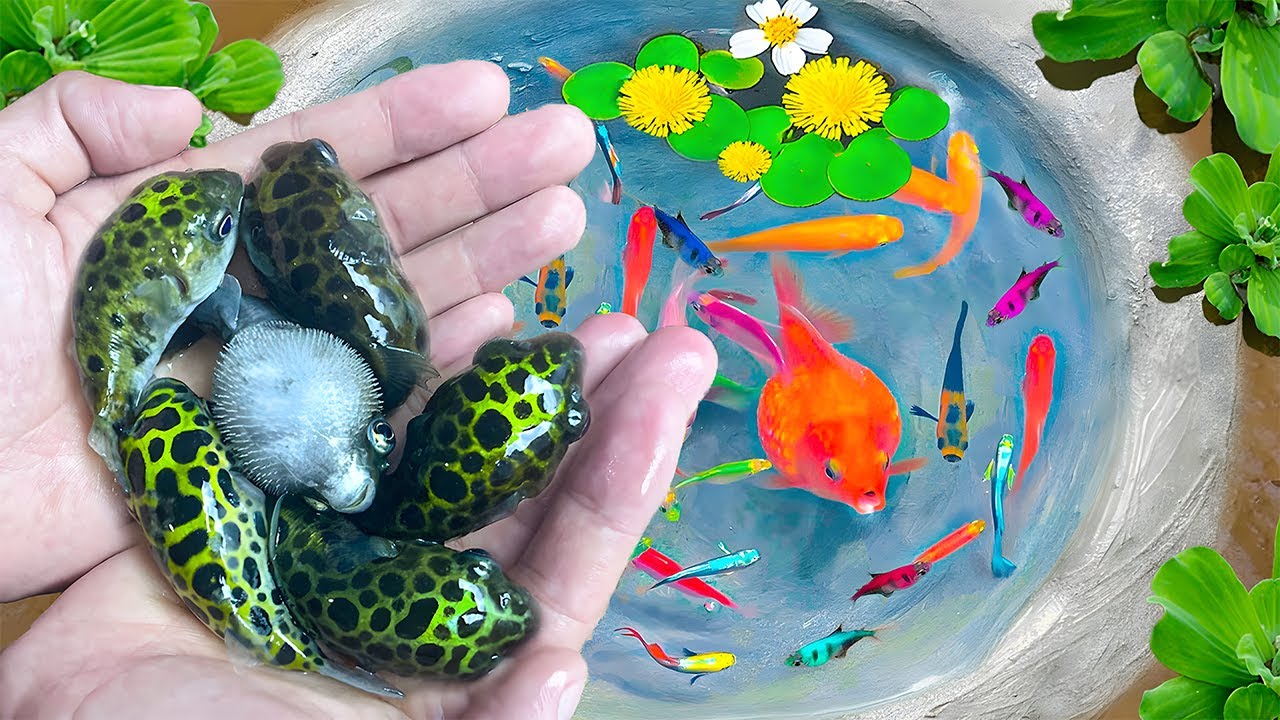 Amazing Catch Ornamental Tiny Puffer Fish Nest, Three Tailed Fish, Goby ...