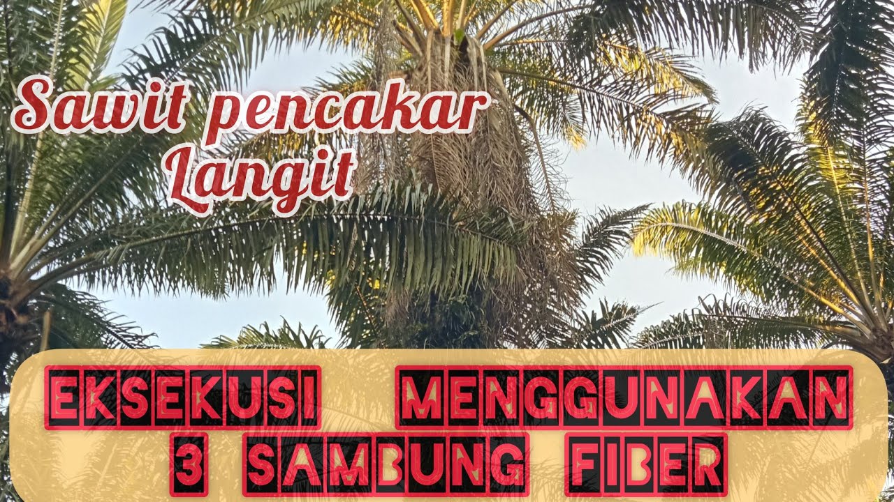panen pokok sawit extra tinggi fiber no 03 kembali ber'aksi - YouTube