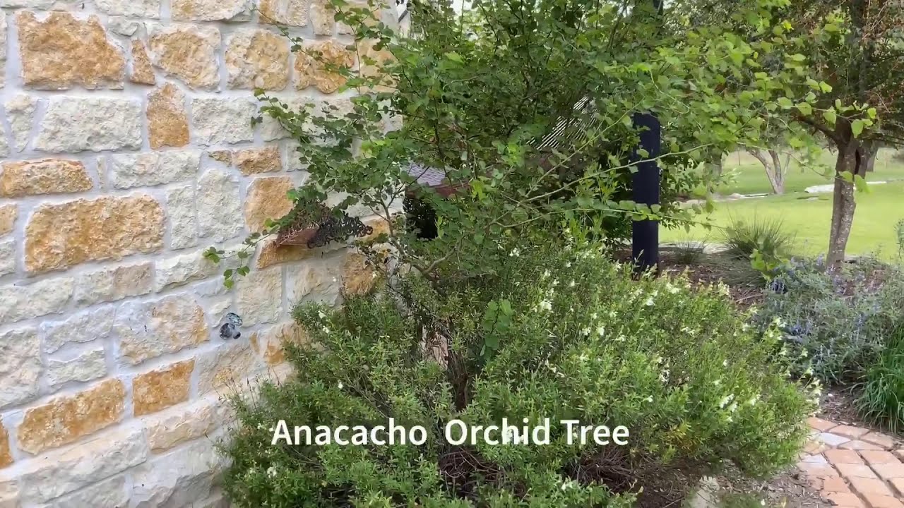 Anacacho Orchid Tree - YouTube