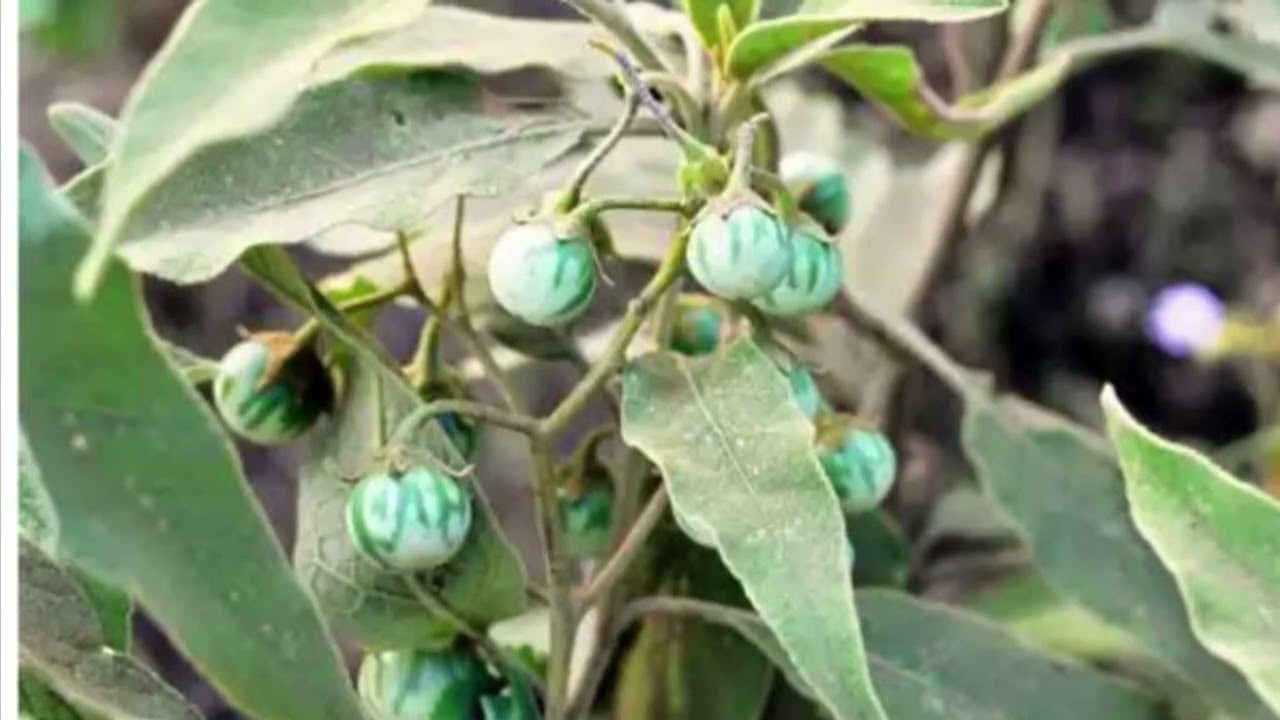 Menya akamaro Intobo ifitiye umubiri wawe - YouTube