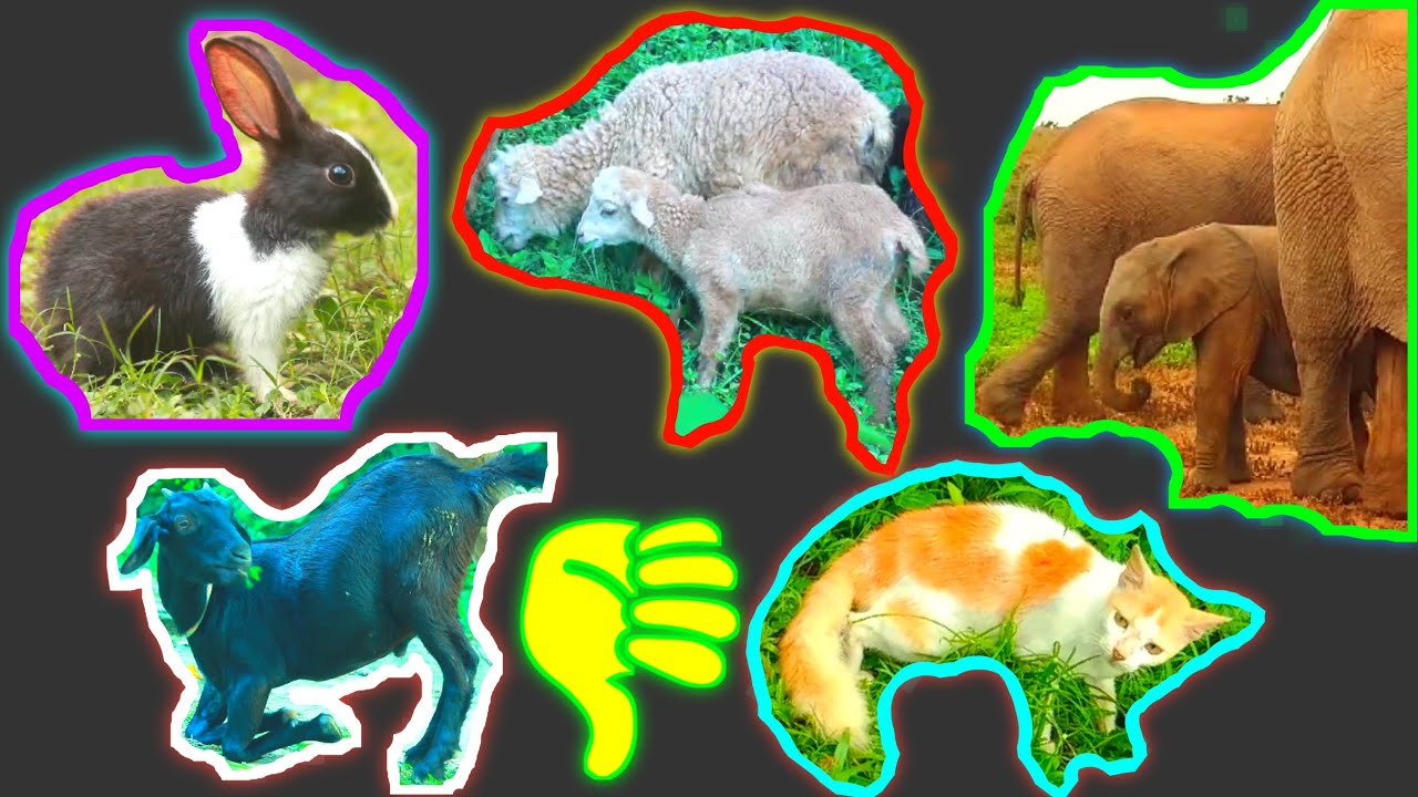 Cute Animals Eating Compilation ♥ Animals Eating Grass - Cutest Animals ...