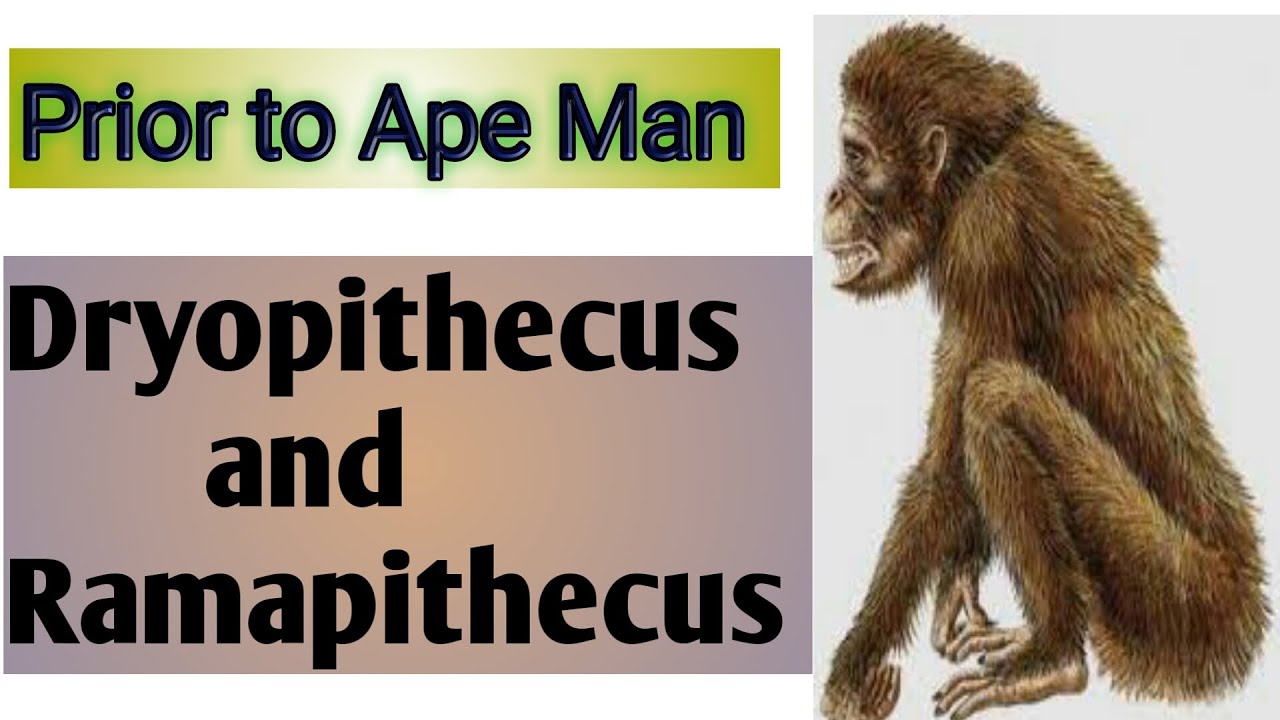 Dryopithecus and ramapithecus | prior to apr man | prior to ape man in ...