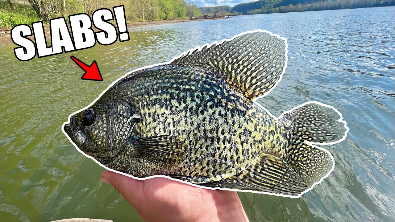OHIO RIVER CRAPPIE FISHING FOR GIANT SPRING SLABS! - OHIO RIVER FISHING ...