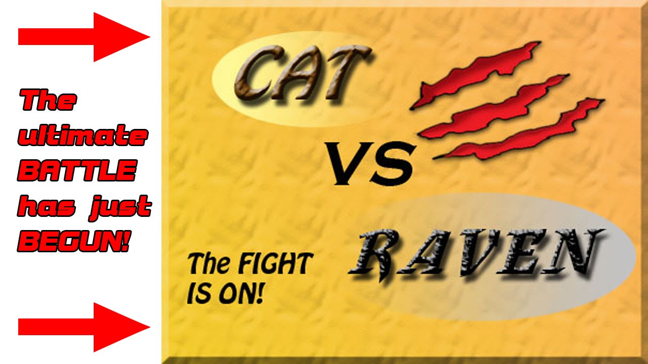 Cat VS Raven - YouTube